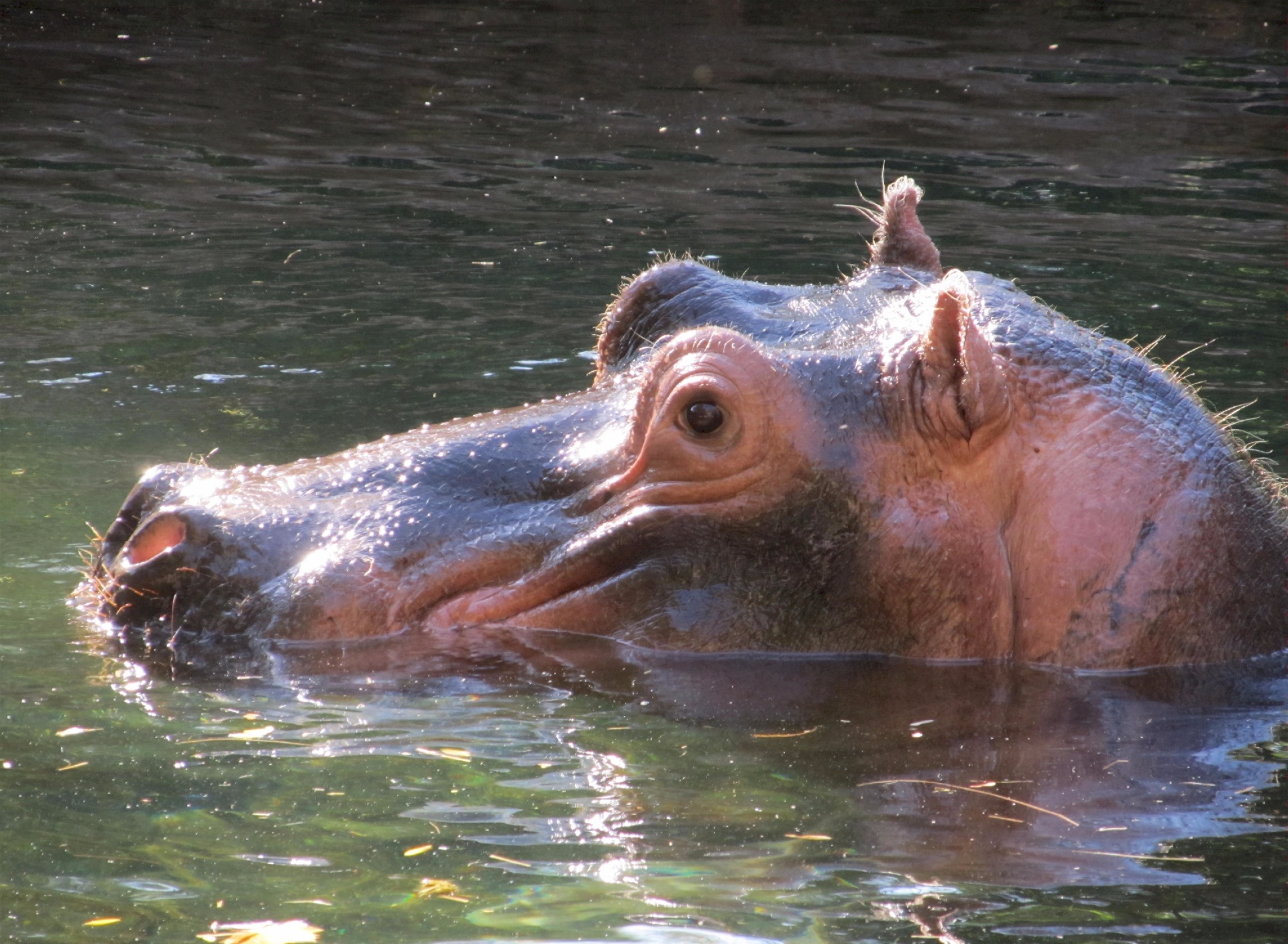 Hippo Tsunami Survivor - Inspirational Stories - Animal True stories