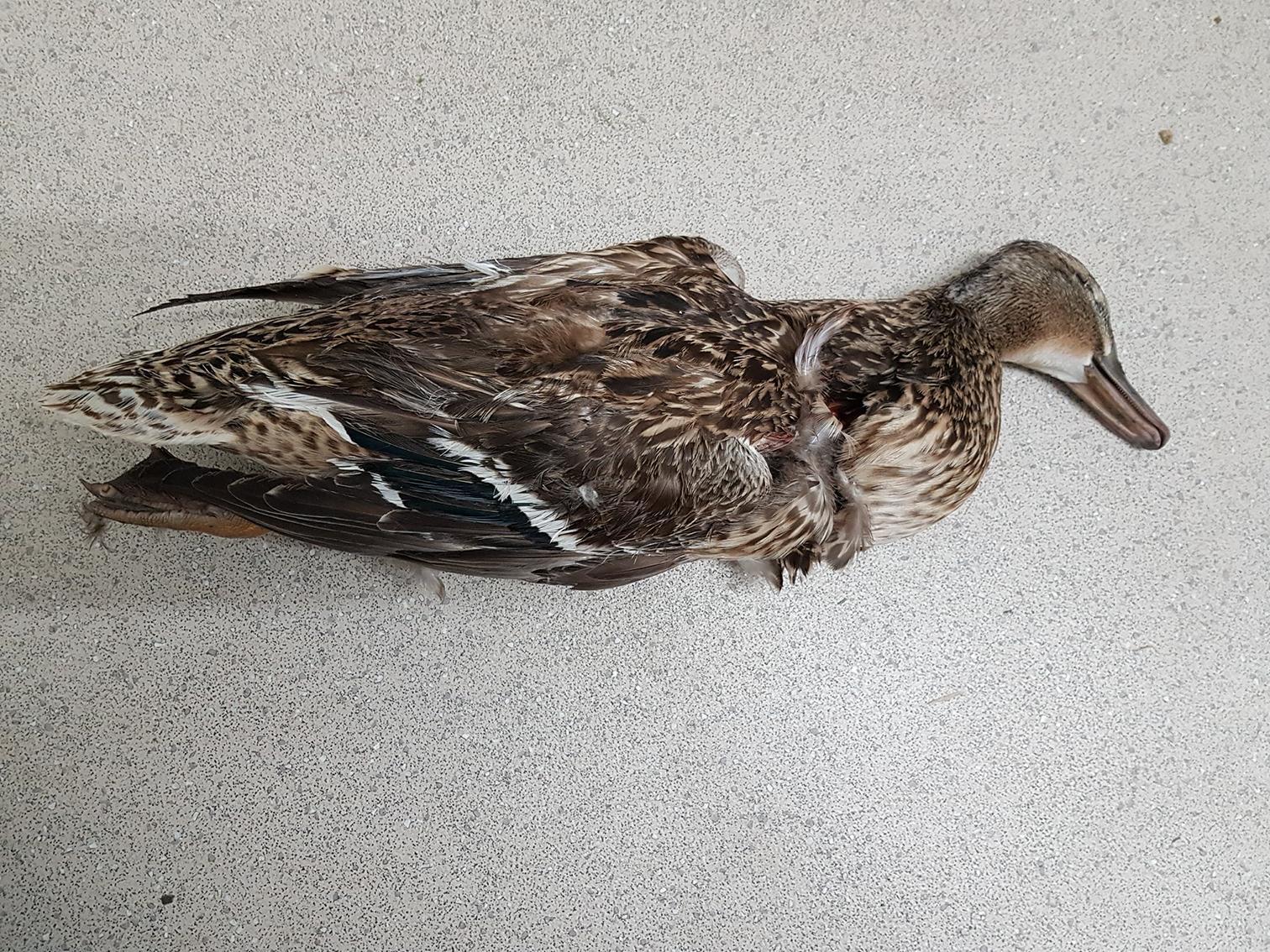 Dead Duck - Inspirational Stories - Funny short stories