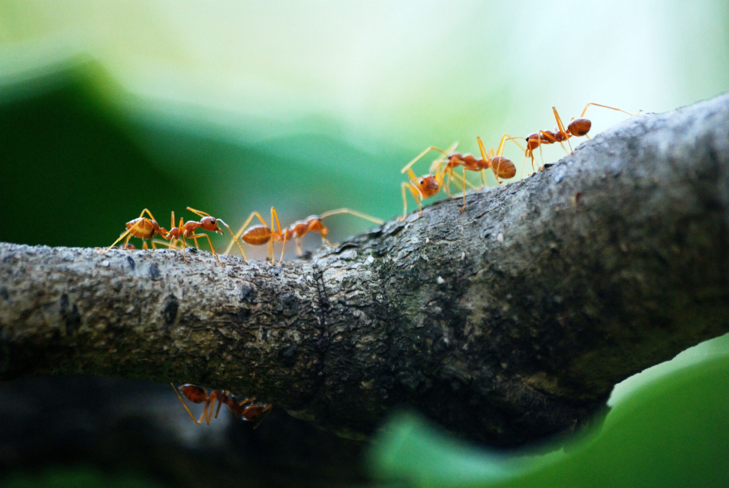 The Ant and the Contact Lens - Inspirational Stories - Funny short stories