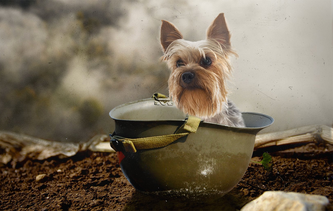 7" Yorkie Saved 250 U.S. Soldiers - Inspirational Stories - Funny short ...